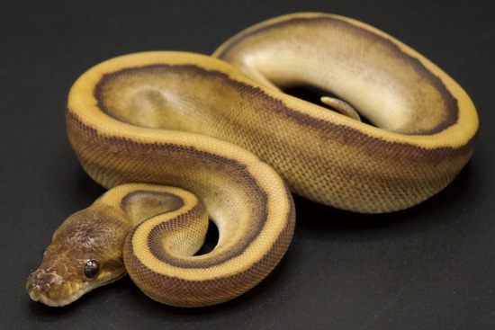 Genetic Stripe Mojave RedStripe Ball Python by asplundii Genetics