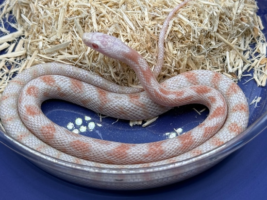 Peppermint Corn Snake by Mountaineer Herps