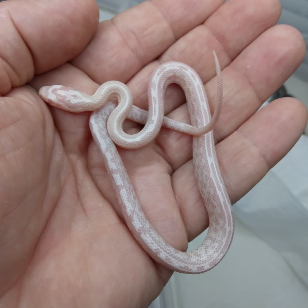 1.0 Snow Tessera Multi Het Corn Snake by Taíno Exotics - MorphMarket