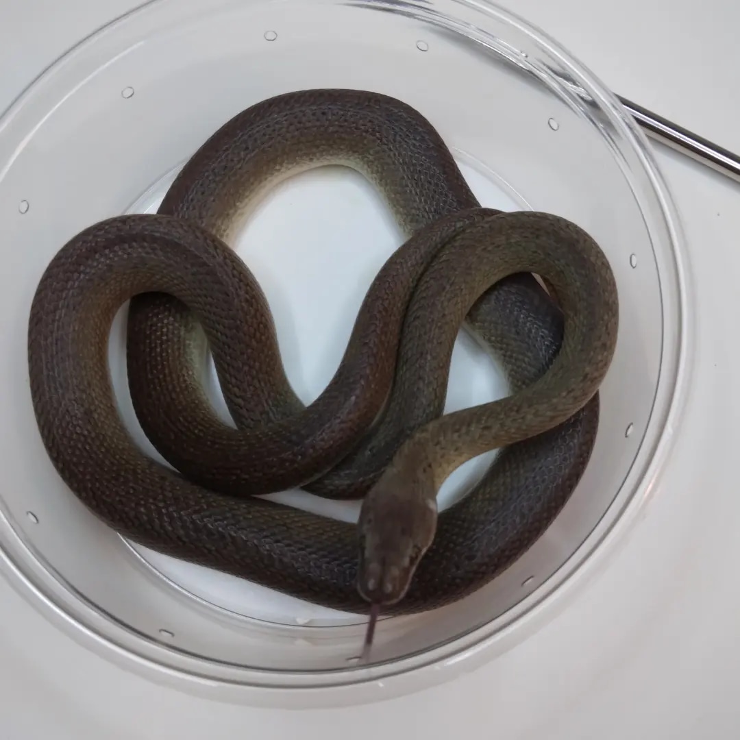 Super Granite Spotted Python by Taíno Exotics - MorphMarket