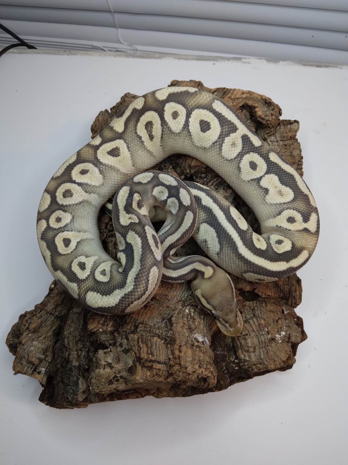 Pastave OG Ball Python by Taíno Exotics - MorphMarket