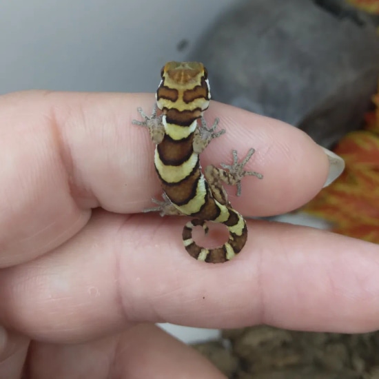 2022 Pictus Geckos Het Caramel Albino, PH Anery. More Gecko by Taíno ...
