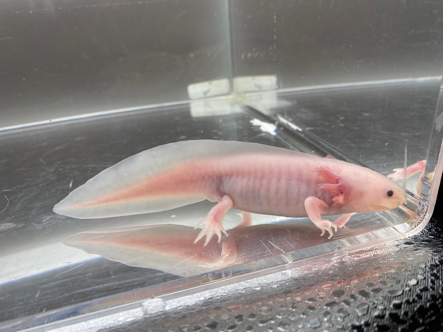 Pet Only Lucy Free Shipping Axolotl by T&A axolotl’s - MorphMarket