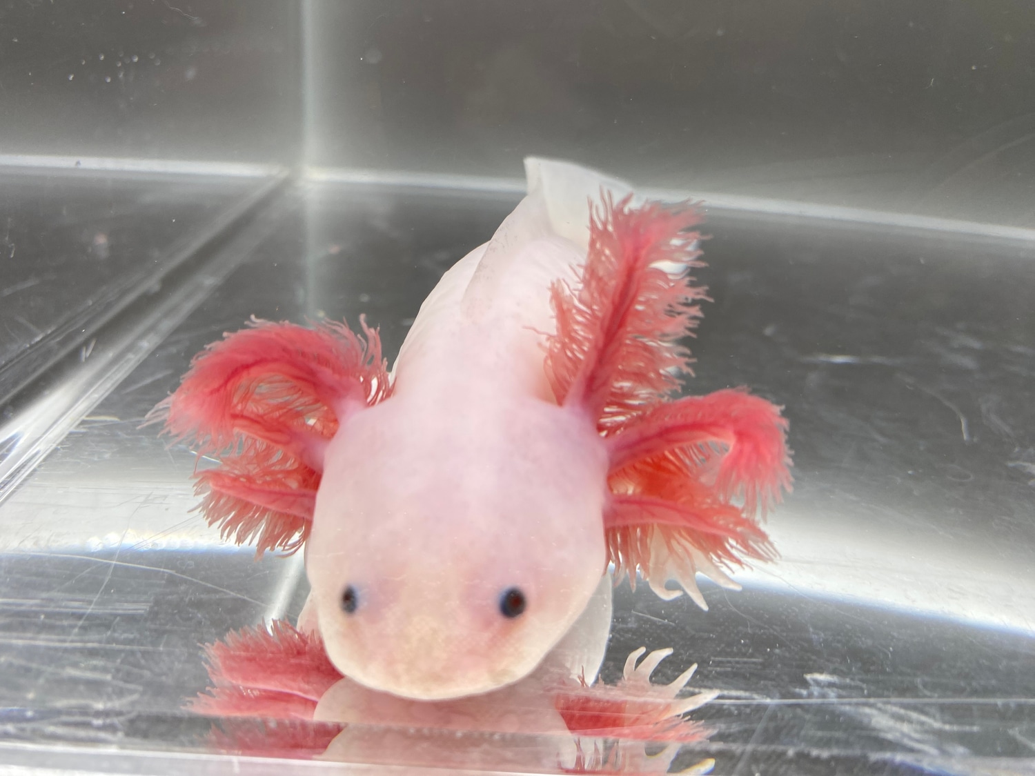 7 Inch Lucy Free Shipping Axolotl by T&A axolotl’s - MorphMarket