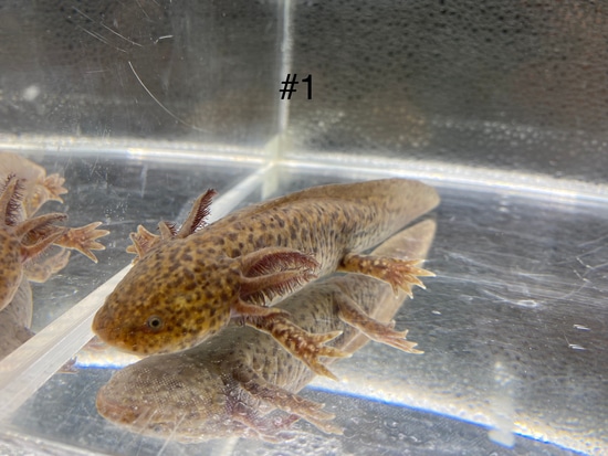 Copper Free Shipping Axolotl by T&A axolotl’s