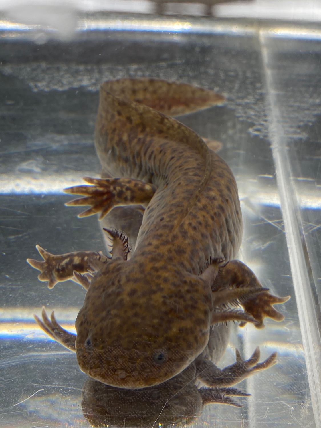Copper 7-8in Free Shipping Axolotl by T&A axolotl’s - MorphMarket
