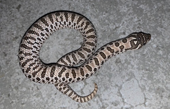 Arctic Western Hognose by TG Reptiles
