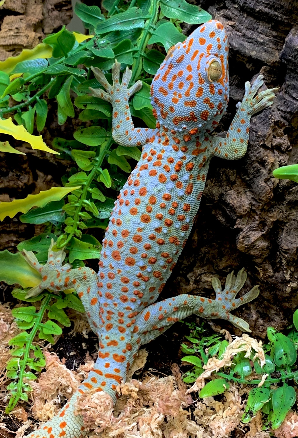 F2 CBB Tokay Tokay Gecko by Table Rock Reptiles - MorphMarket