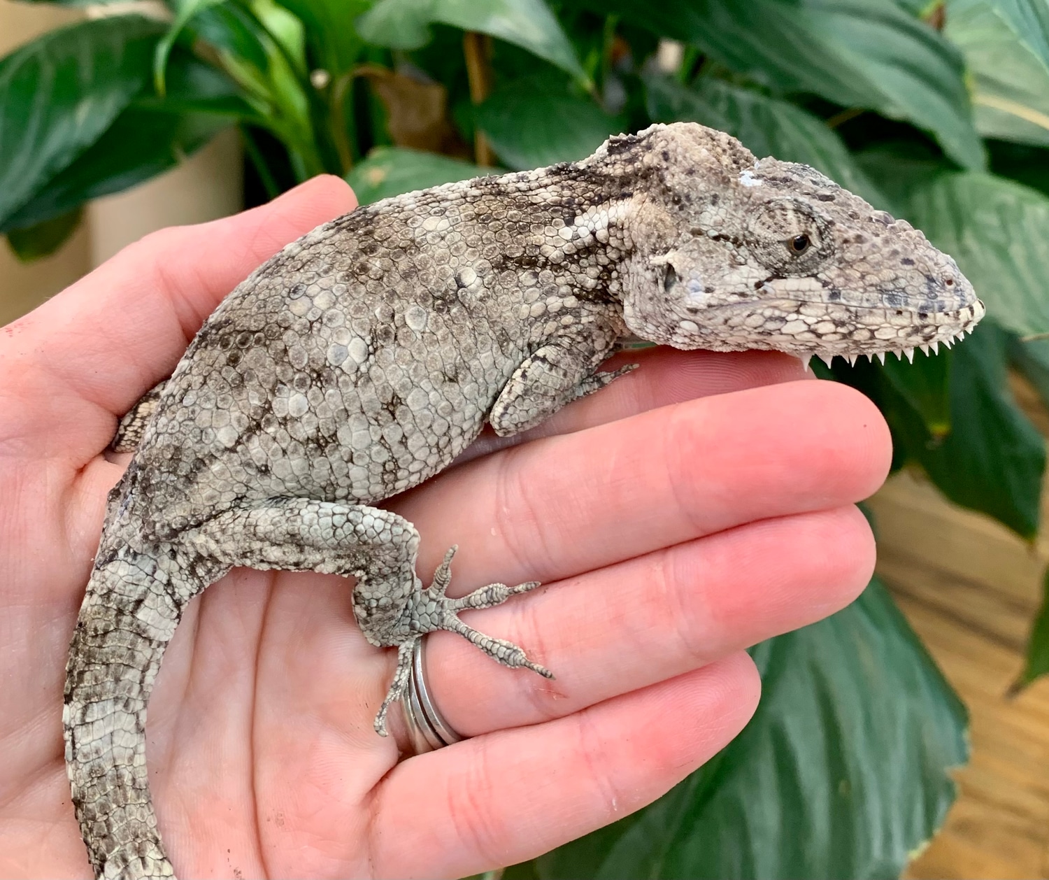 Subadult Female Cuban False Chameleon Other Lizard by Table Rock ...