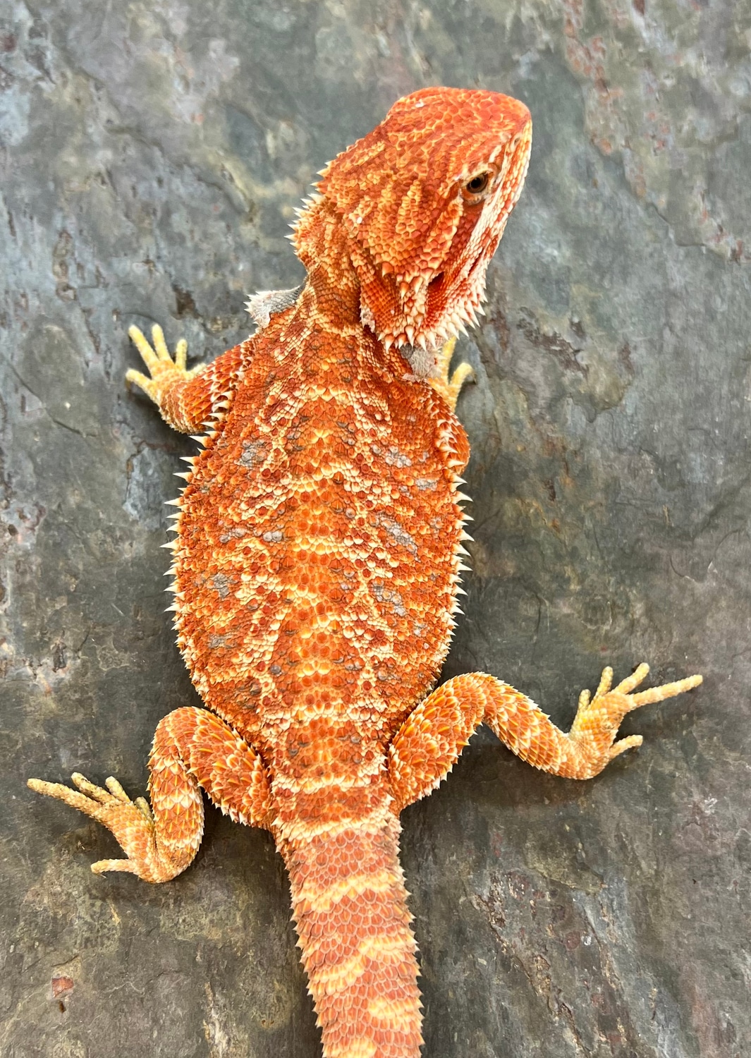 Female Red Hypo Tiger 66% Possible Het Translucent Central Bearded ...