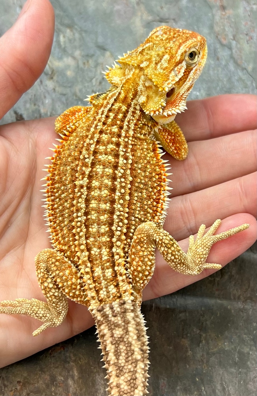 Male Genetic Stripe Dunner Het Hypo Het Translucent Central Bearded ...