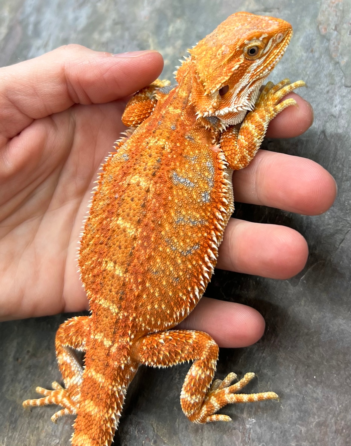Female Hypo Genetic Stripe Central Bearded Dragon by Table Rock ...