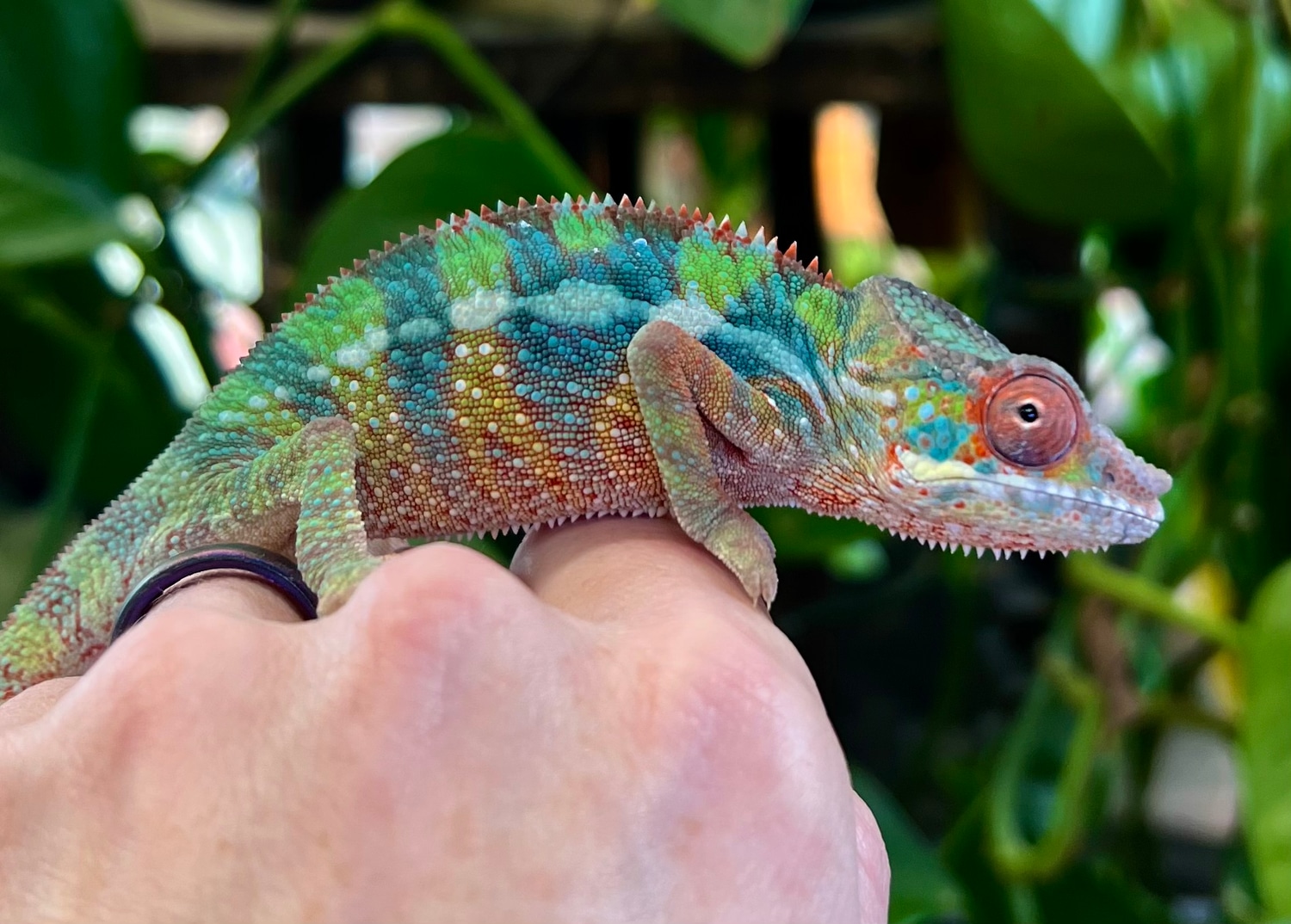 Male YBBB Ambilobe Juvie #1 Panther Chameleon by Table Rock Reptiles ...
