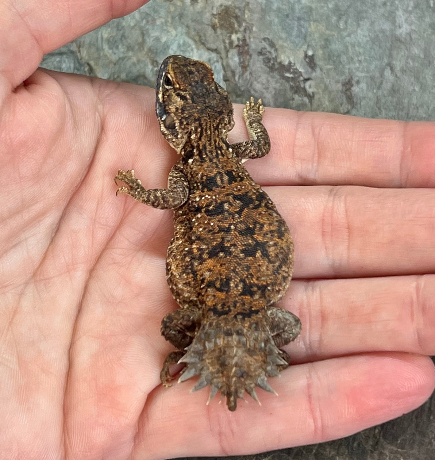 CBB Juvenile Xenagama Taylori More Lizard by Table Rock Reptiles ...