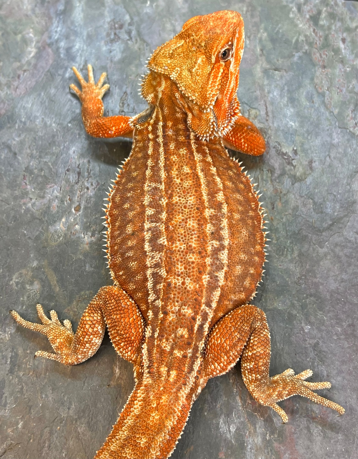 Genetic Stripe Leatherback Dunner Central Bearded Dragon by Table Rock ...