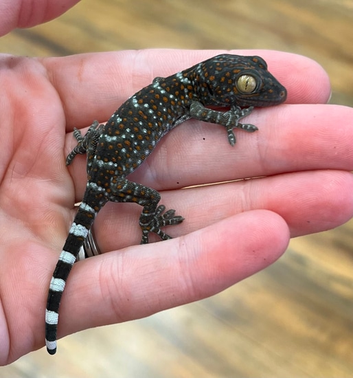 SALE! 3rd Generation CBB Tokay Babies Tokay Gecko by Table Rock Reptiles