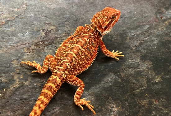 Deep Red Tiger Male Central Bearded Dragon by Table Rock Reptiles