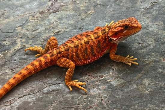 Translucent Female Central Bearded Dragon by Table Rock Reptiles