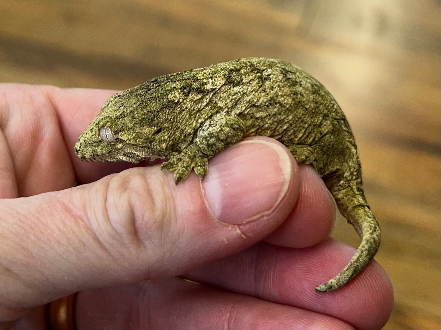 Super Sale! $600 SHIPPED! Pure Moro Leachianus Leachianus Gecko by ...