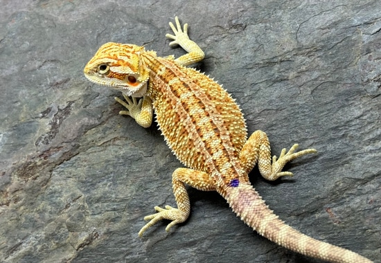 Pretty Genetic Stripe Girl! Central Bearded Dragon by Table Rock Reptiles