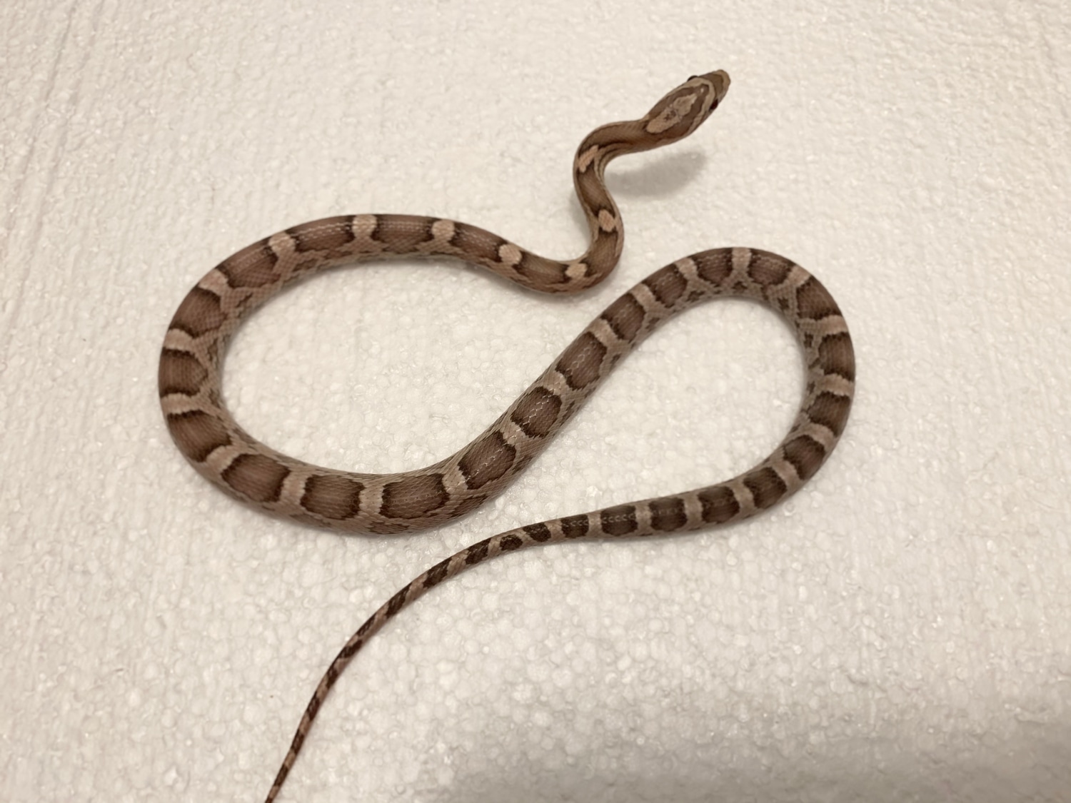 Specter Corn Snake by Taboo Betty Reptiles - MorphMarket