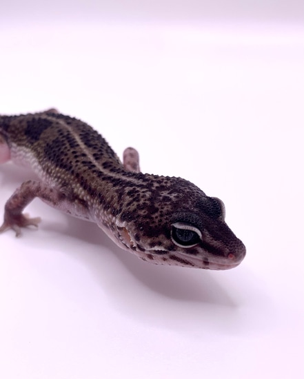 Black Night Black Pearl Cross Possible Het Murphy Patternless Leopard ...