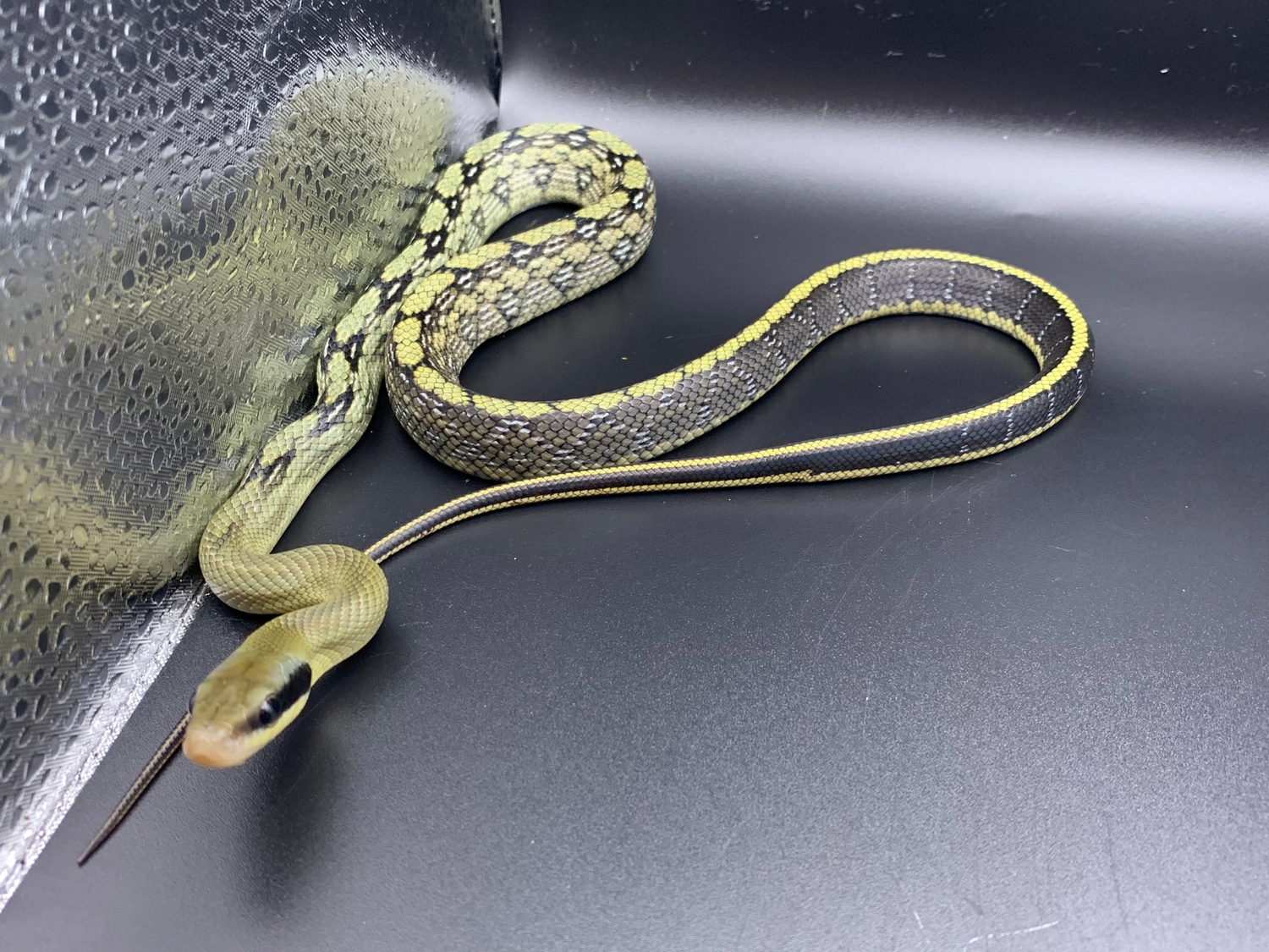 Vietnamese Blue Beauty Rat Snake by Taboo Betty Reptiles - MorphMarket