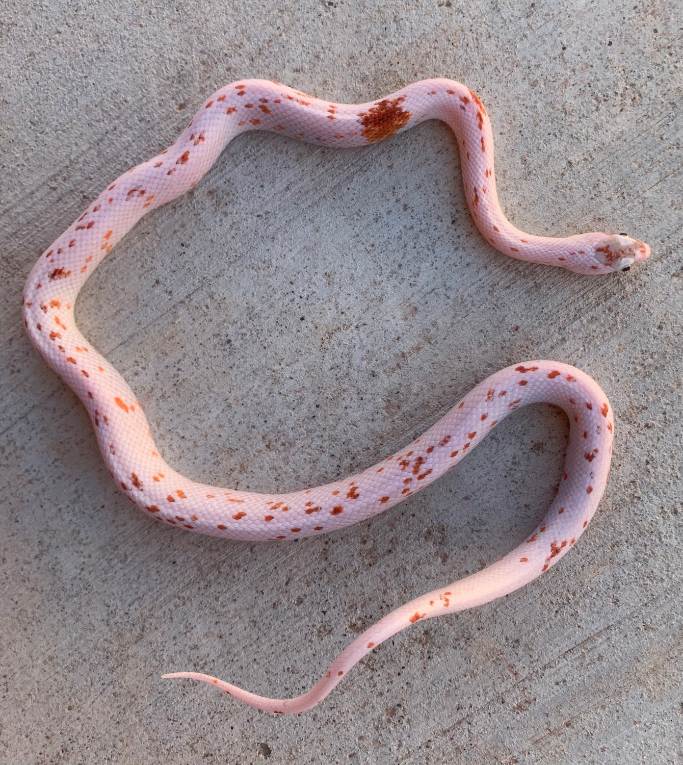 Palmetto Ph Scaleless Corn Snake by Taboo Betty Reptiles - MorphMarket