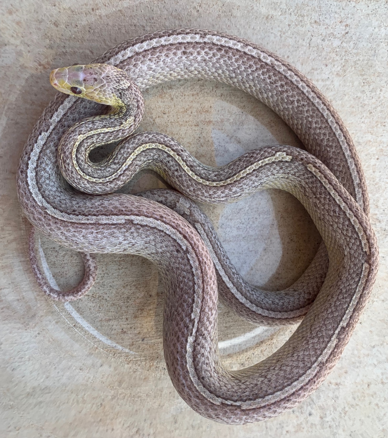 Diffused Ice (Anery Lava) Motley Tessera Corn Snake by Taboo Betty ...
