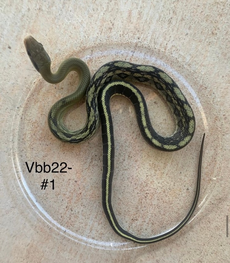 2022 Female Blue Beauty Rat Snake by Taboo Betty Reptiles - MorphMarket