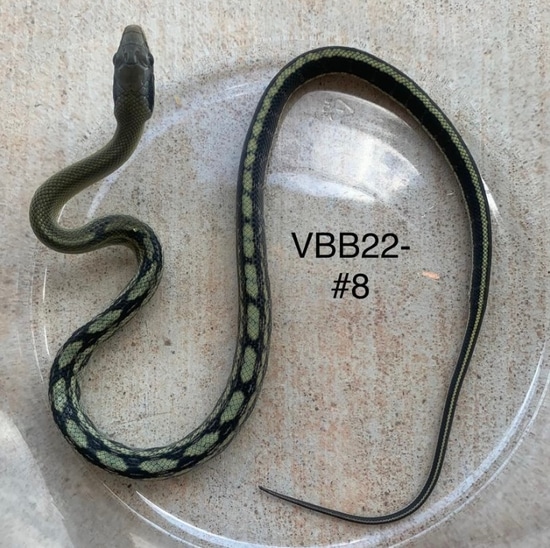 Blue Beauty Beauty Rat Snake by Taboo Betty Reptiles