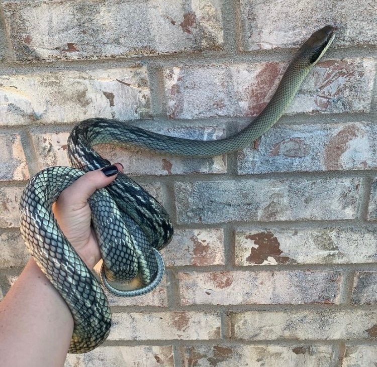 2022 Female Blue Beauty Beauty Rat Snake by Taboo Betty Reptiles ...