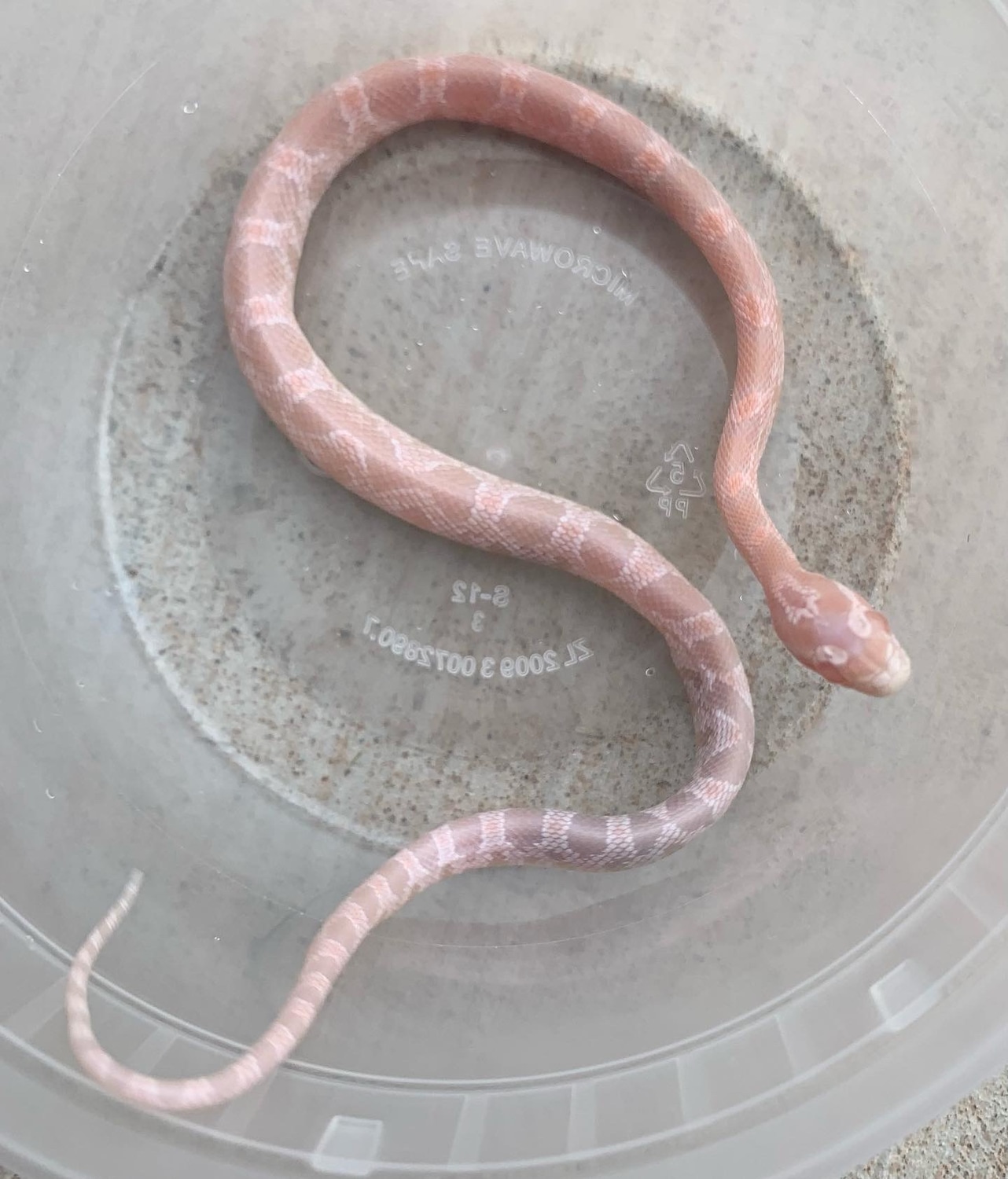 Snow Heliconia Corn Snake by Taboo Betty Reptiles - MorphMarket