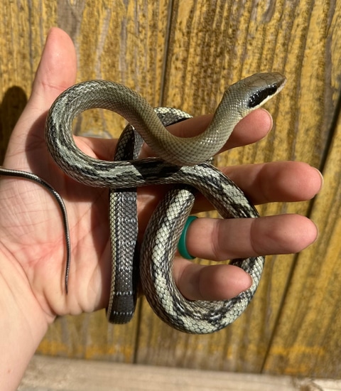 Sky Blue Beauty Rat Snake by Taboo Betty Reptiles