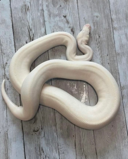 Mojave Bamboo Possible Pastel Ball Python by Taboo Betty Reptiles