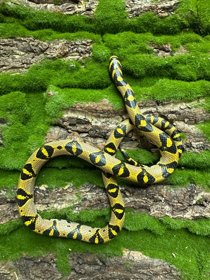 Vietnamese Het Axanthic Mandarin Rat Snake by Taboo Betty Reptiles