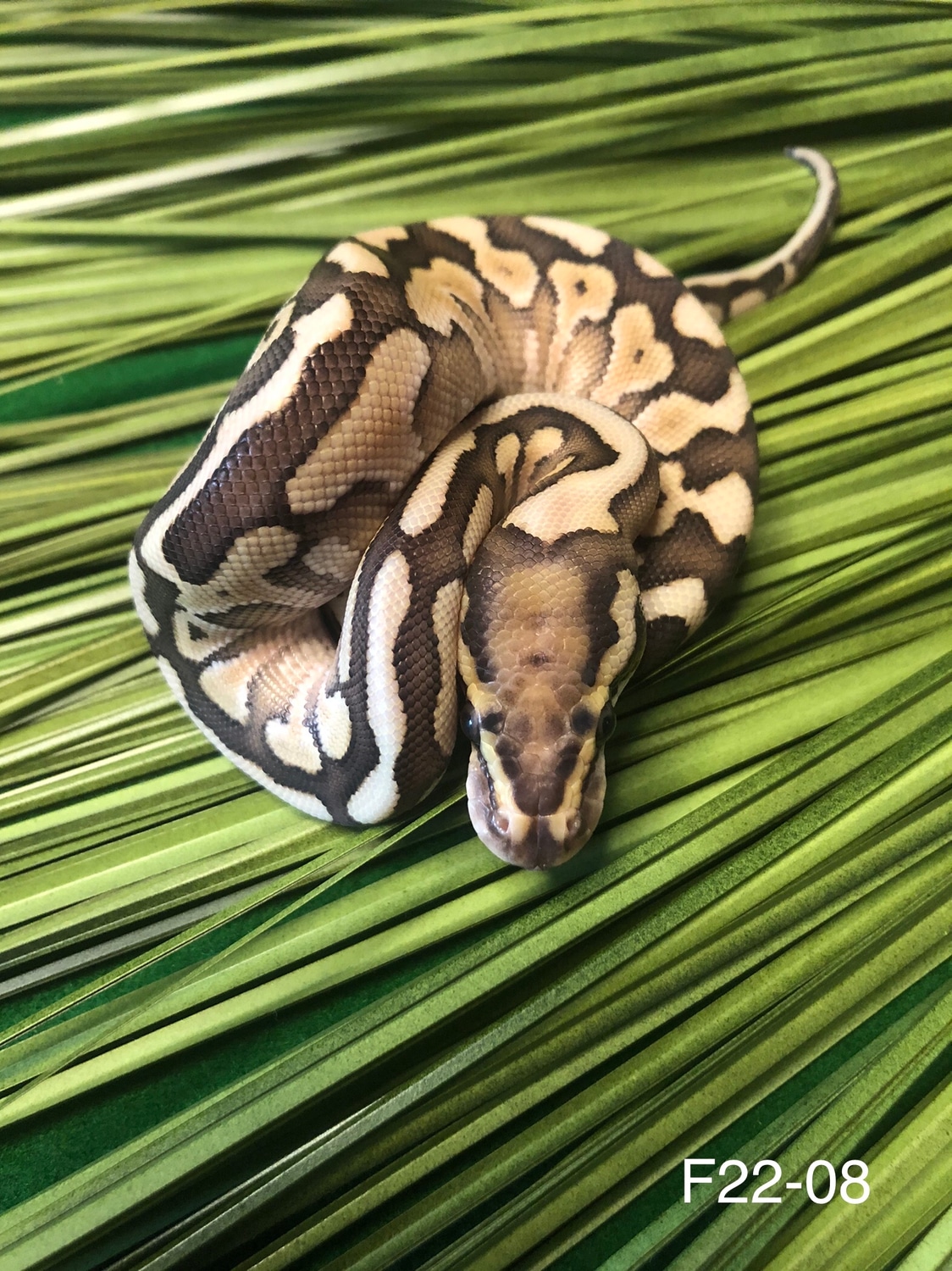 Lesser Spotnose Het Clown Ball Python by TAB Pythons - MorphMarket