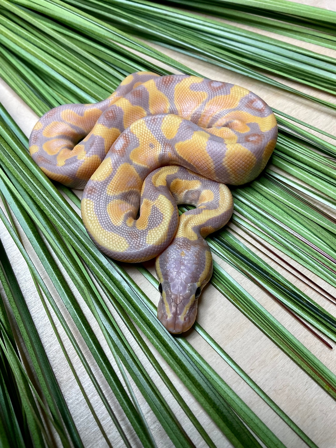 Mahogany Banana (Female Maker) Het Clown Ball Python by TAB Pythons ...