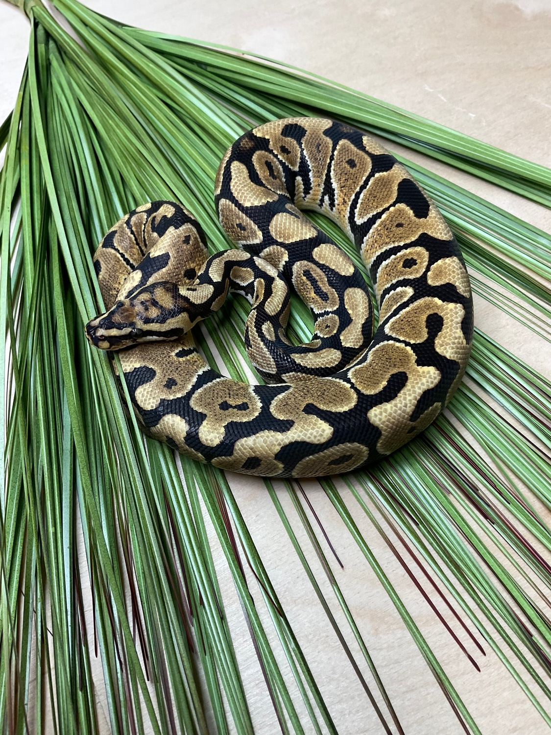 Spotnose Het Clown Ball Python by TAB Pythons - MorphMarket