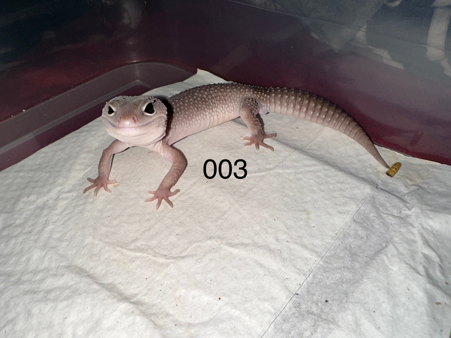 Blizzard Leopard Gecko by Royo Geckos - MorphMarket