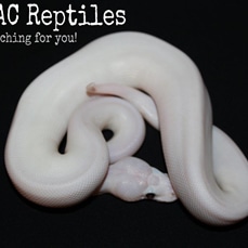 White Wedding Ball Python by TAC Reptiles & Supply Company