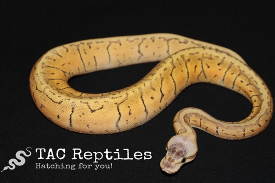 Killer Blast Ball Python by TAC Reptiles & Supply Company