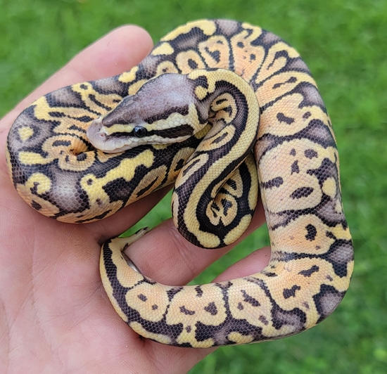 Super Pastel 66% Puzzle Ball Python by Tactical Morphs