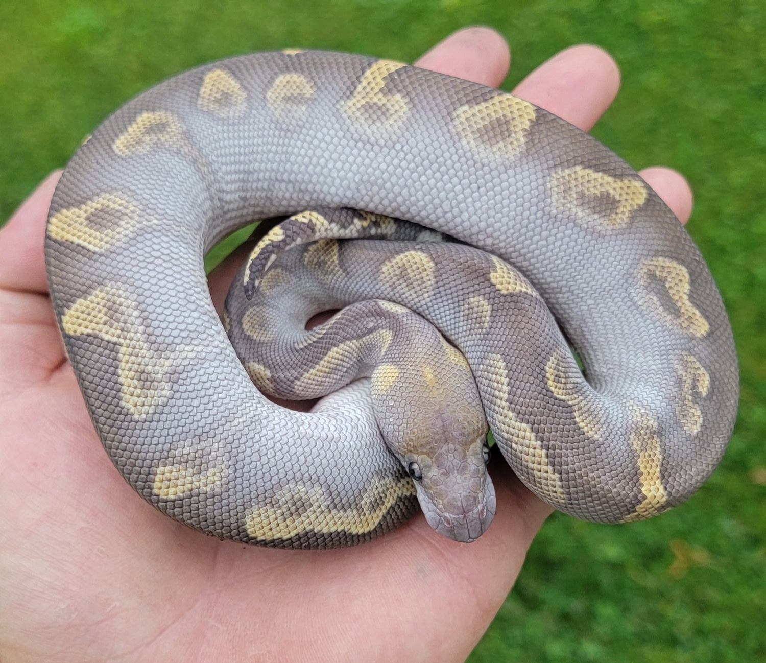 GHI Mojave Clown Ball Python by Tactical Morphs - MorphMarket