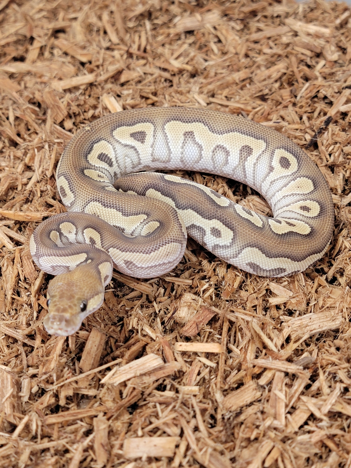 Mojave Clown Ball Python by Tactical Morphs - MorphMarket