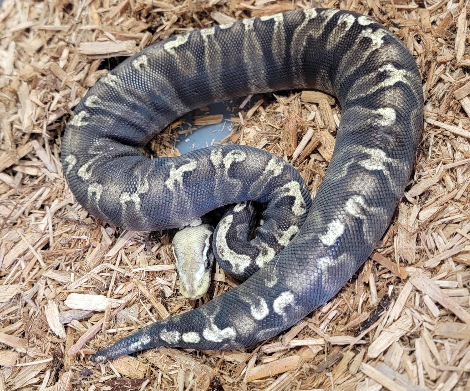 Pastel Super GHI Ball Python by Tactical Morphs - MorphMarket
