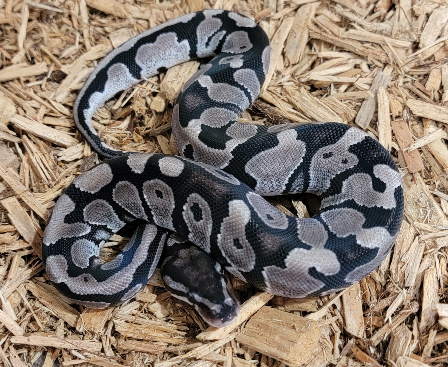 Black Axanthic %66 DG Ball Python by Tactical Morphs - MorphMarket