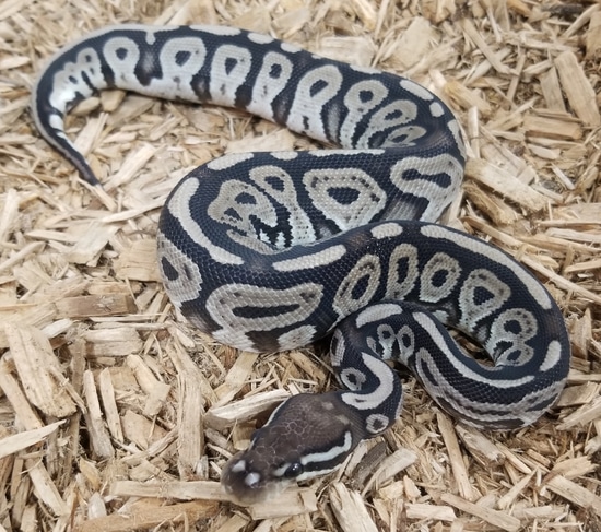 HRA Redstripe PH DG Ball Python by Tactical Morphs