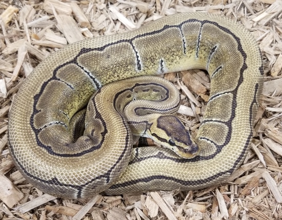 Enchi Pinstripe Het DG Ball Python by Tactical Morphs