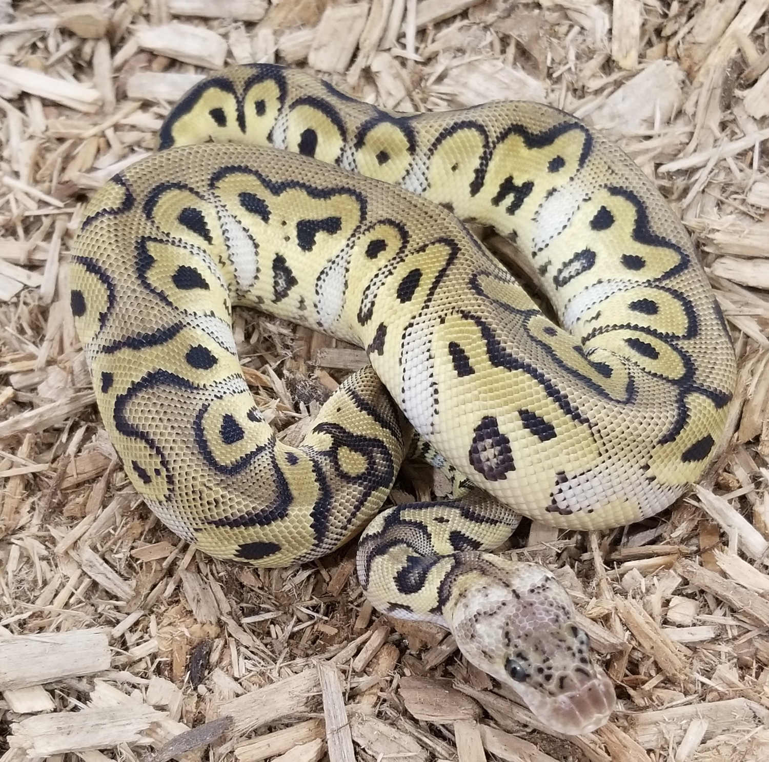 Pastel Clown Ball Python by Tactical Morphs - MorphMarket